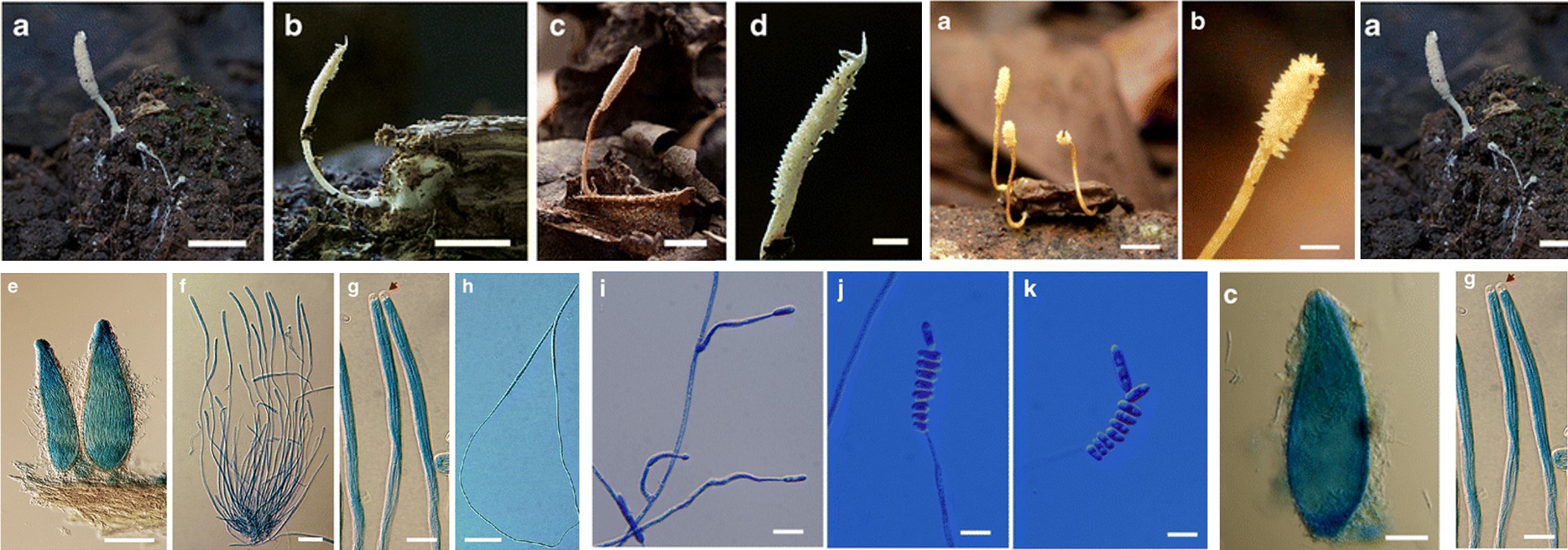 New Cordyceps species discovered – BIOTEC