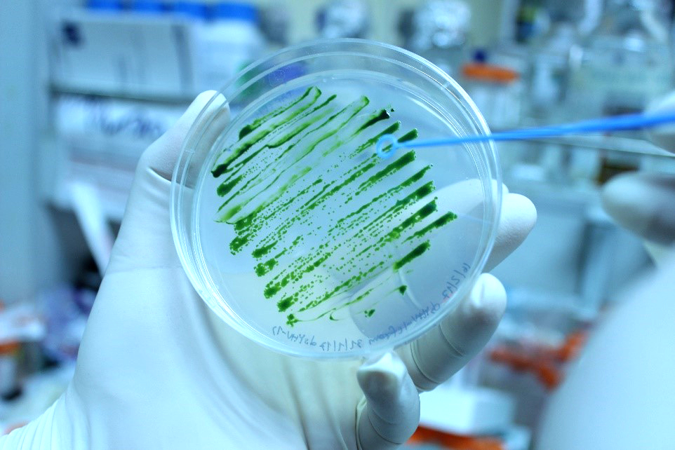 Food Biotechnology Research Team – BIOTEC