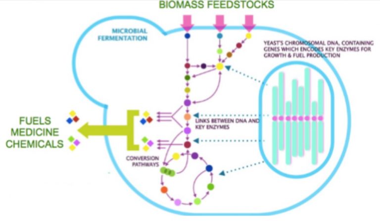 Microbial Cell Factory Research Team – BIOTEC