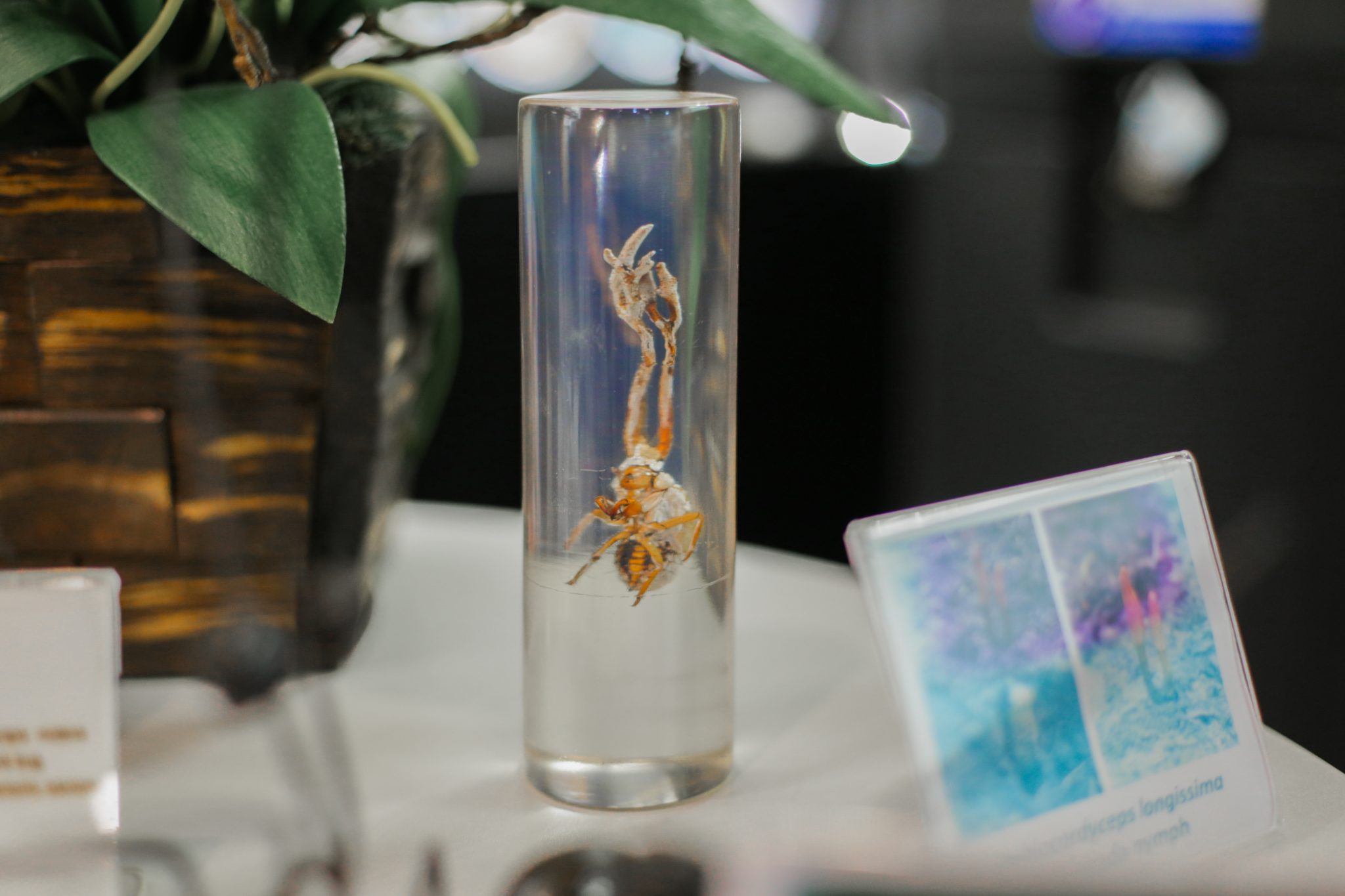 Thailand Bioresource Research Center – BIOTEC