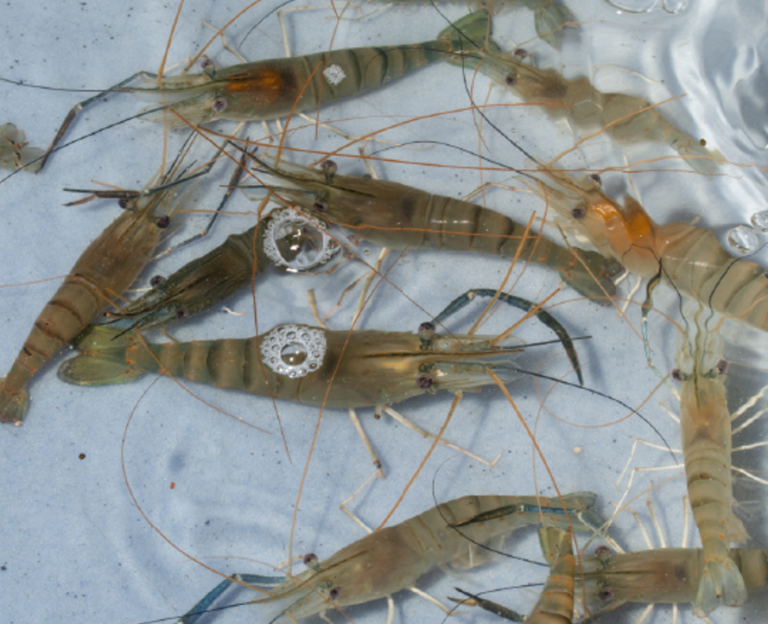 Integrative Aquaculture Biotechnology Research Group – BIOTEC