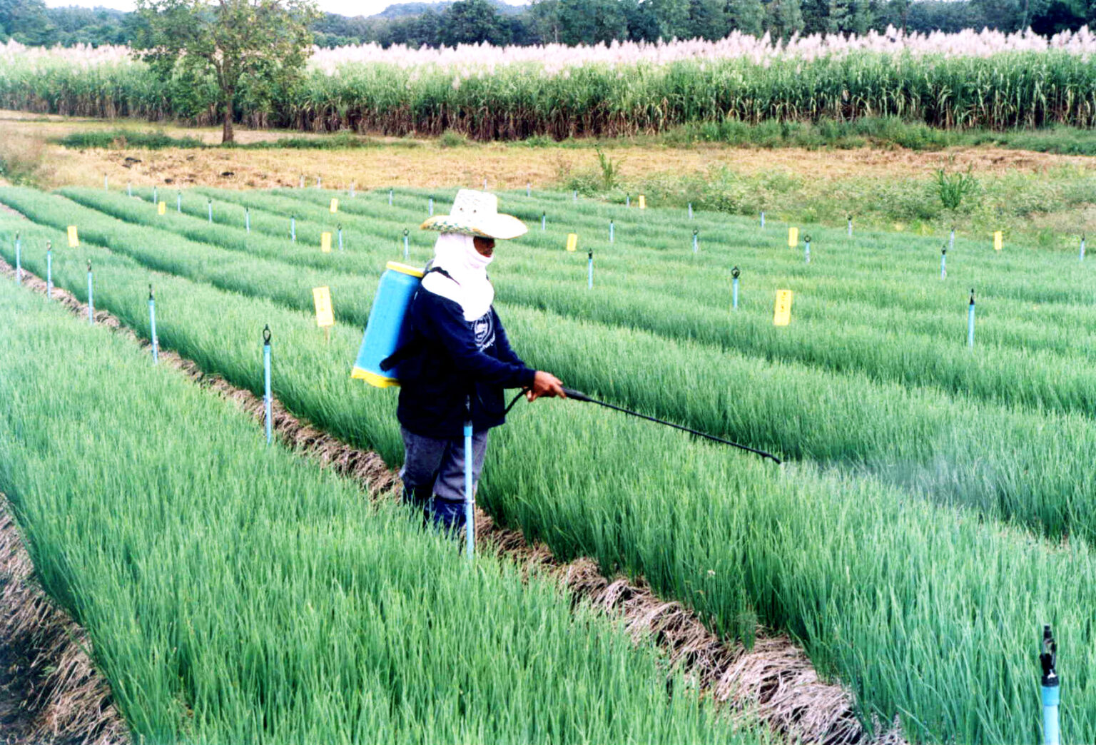 Biocontrol Technology Research Team – BIOTEC