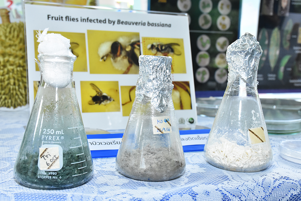 Cultivating Sustainability: BIOTEC-NSTDA Teams Up with DOAE to Unveils ...