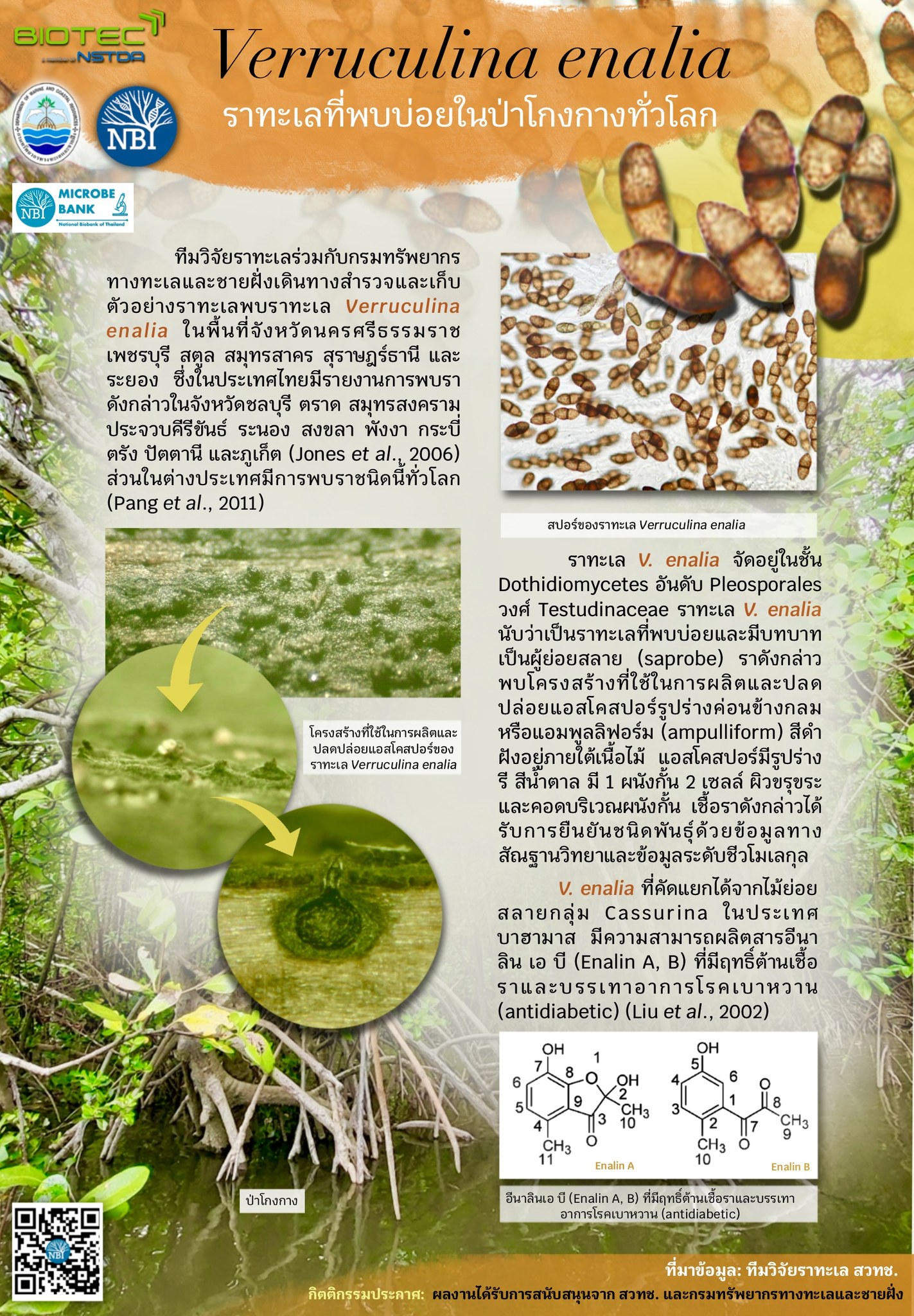 “Verruculina enalia” ราทะเลของไทยที่พบบ่อยในป่าโกงกาง – BIOTEC