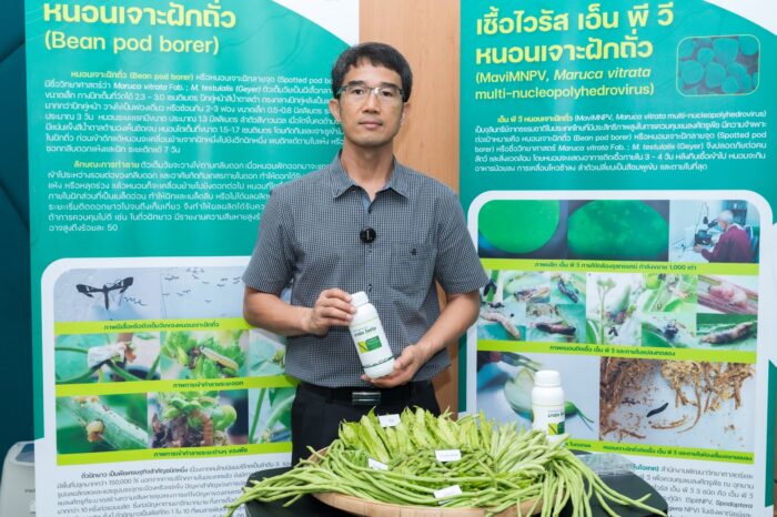 NSTDA Launches “NPV for Bean Pod Borer” Biological Innovation to Combat Destructive Bean Pod ...