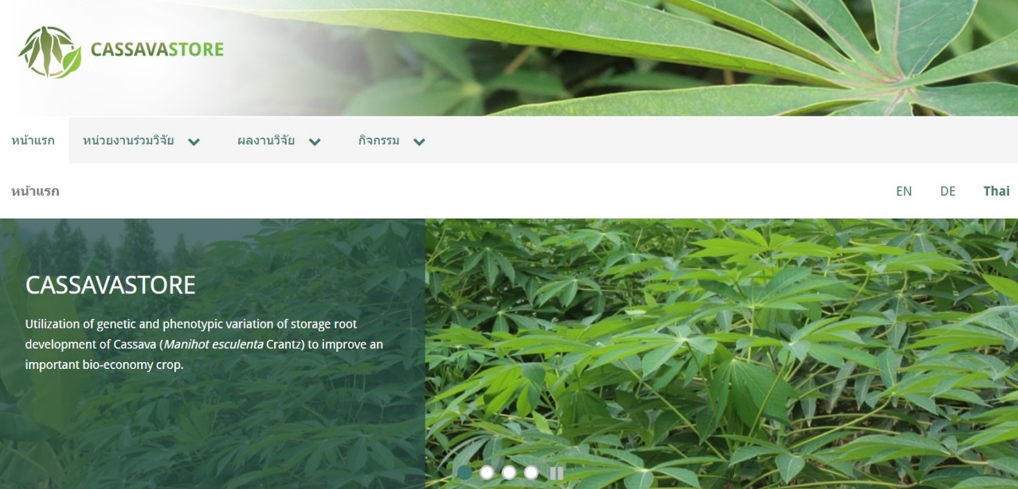 Thailand and Germany Launch One of the World’s Largest Cassava Genotype-Phenotype Databases to ...