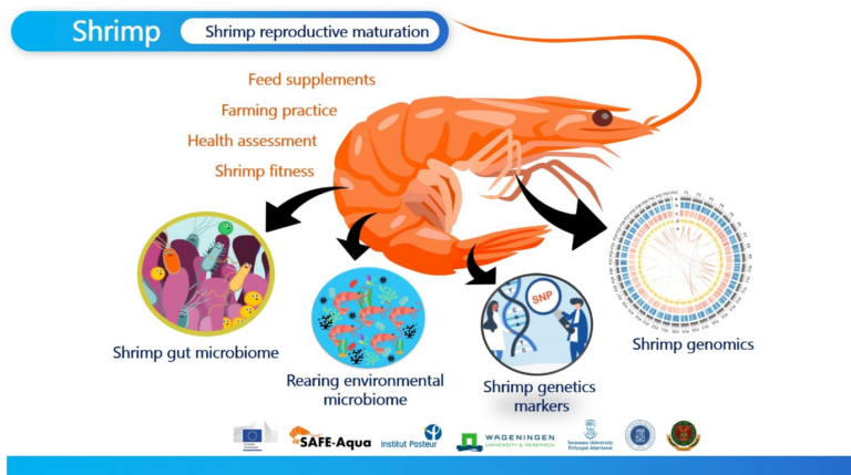 Shrimp - International Joint Research Center on Food Security